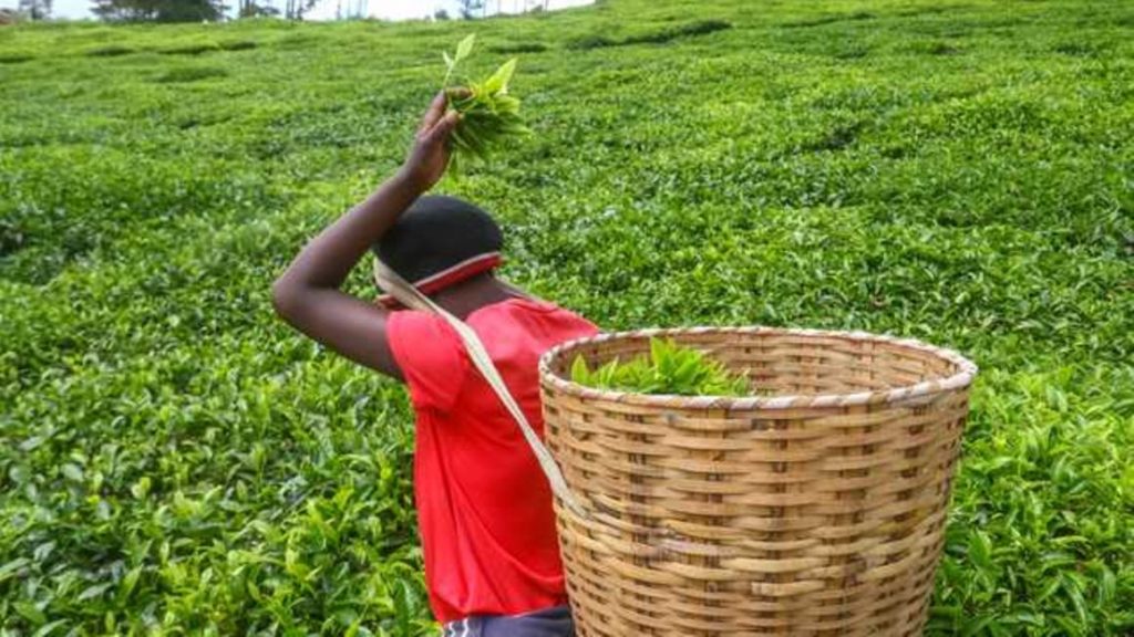 Kenya to access Sudan tea market after settling row - Taach FM